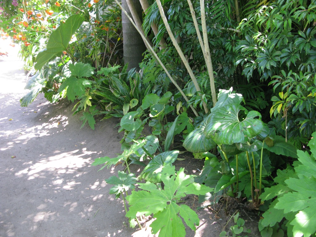 Richard Josephson Garden - TRAVEL LOGS - PalmTalk