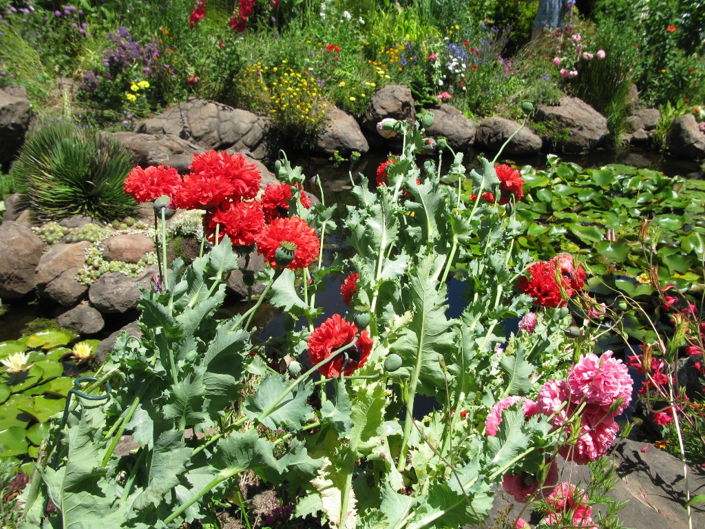 Richard Josephson Garden - TRAVEL LOGS - PalmTalk