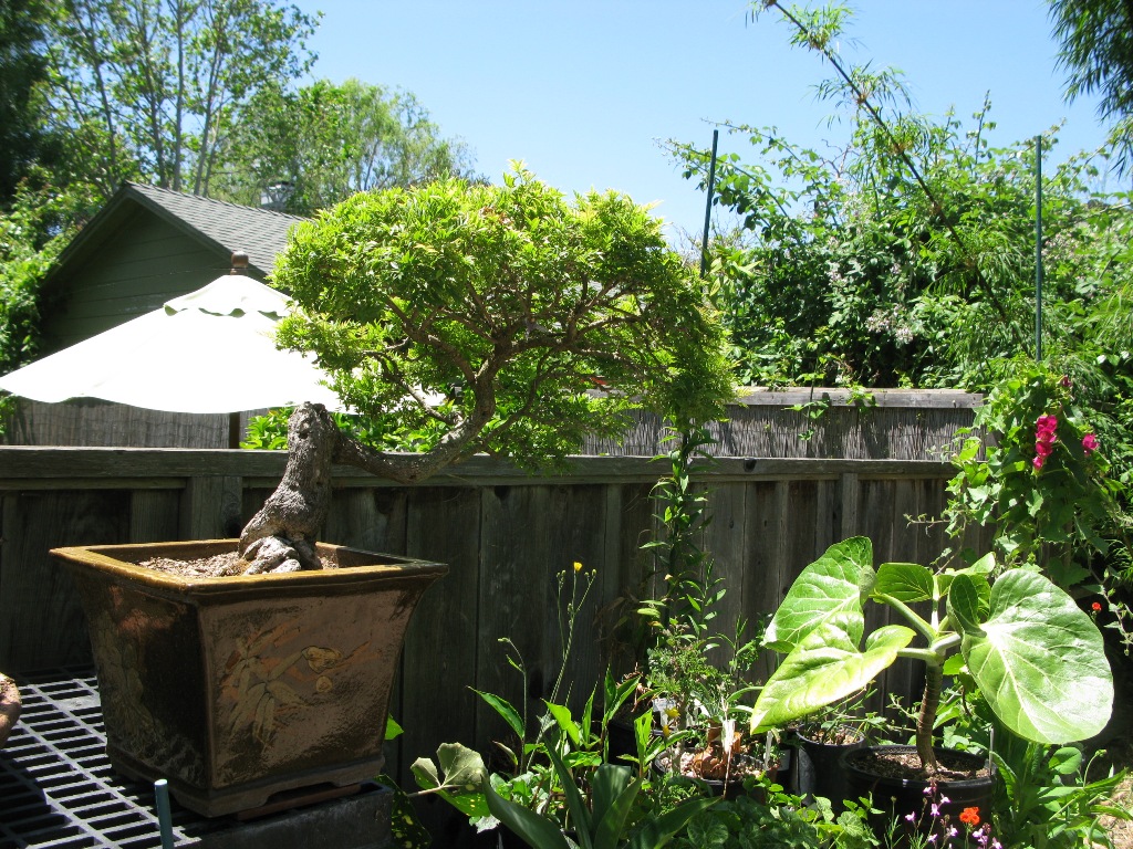 Richard Josephson Garden - TRAVEL LOGS - PalmTalk