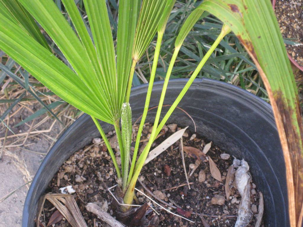 Trachycarpus 'Manipur' - DISCUSSING PALM TREES WORLDWIDE - PalmTalk