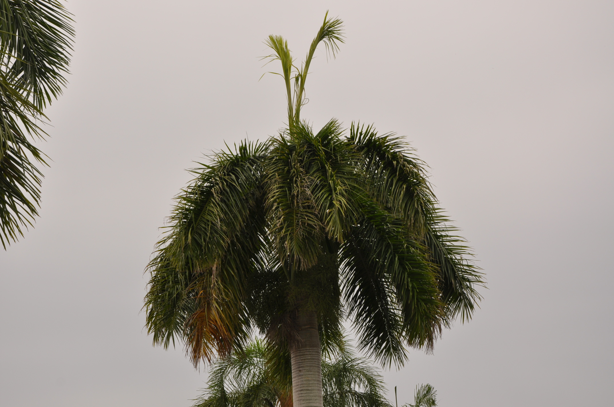 Royal Ouch - DISCUSSING PALM TREES WORLDWIDE - PalmTalk