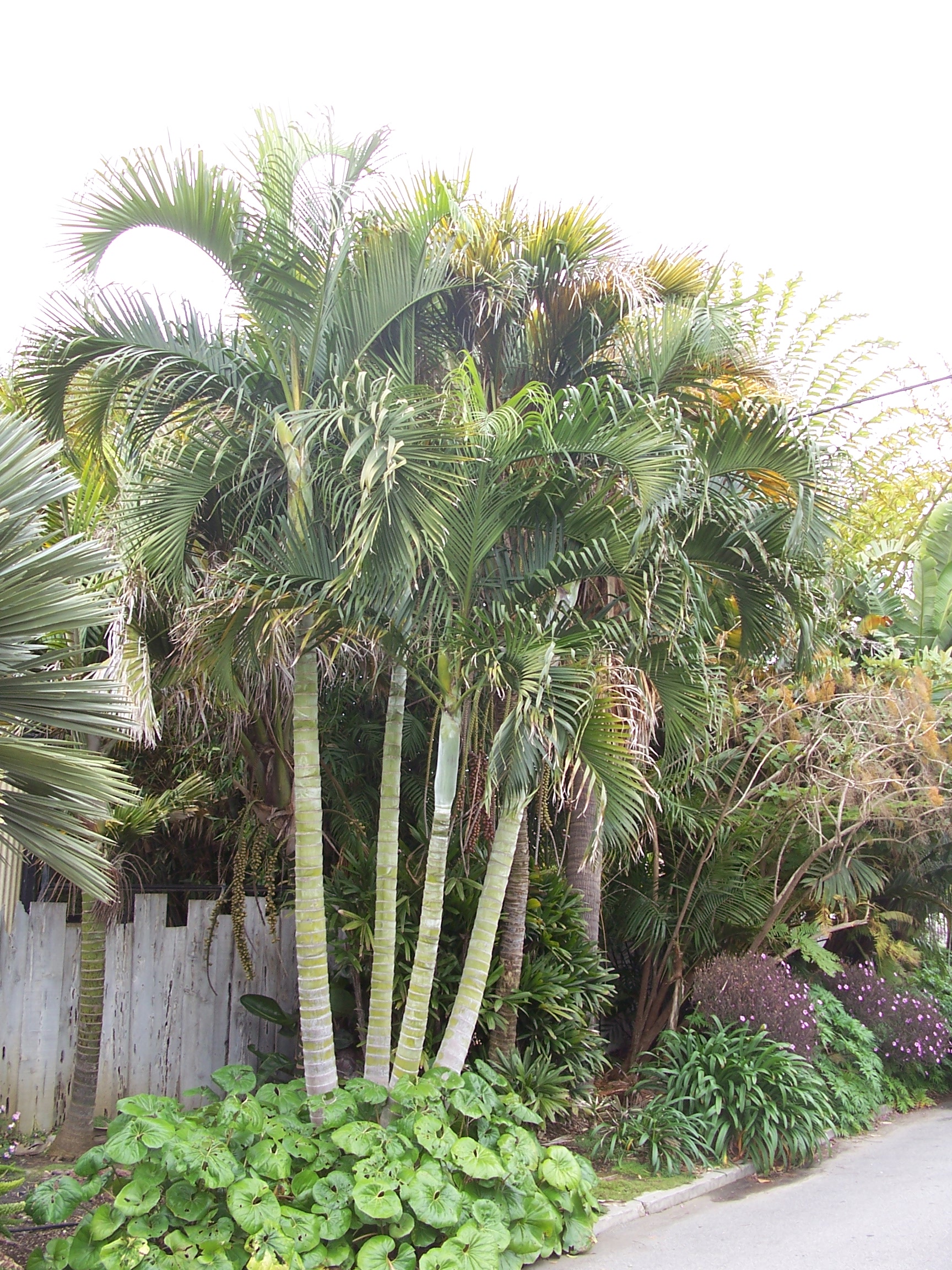 clumping Dypsis, mislabled as D. ambositrae - DISCUSSING PALM TREES ...