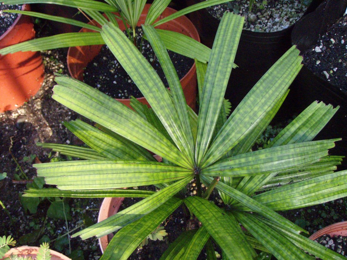 Licuala Mattanensis - DISCUSSING PALM TREES WORLDWIDE - PalmTalk