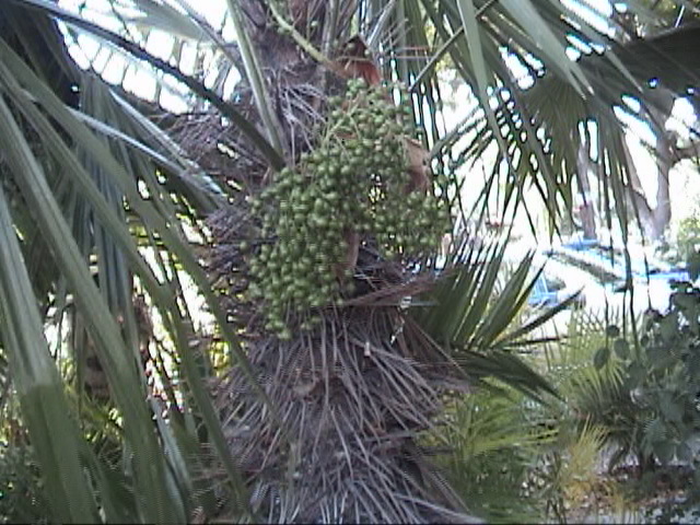 Spiny Palms - DISCUSSING PALM TREES WORLDWIDE - PalmTalk