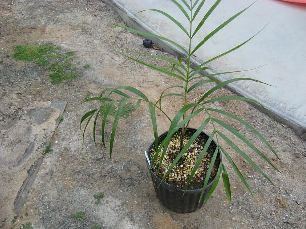 Dypsis with a white petiole - DISCUSSING PALM TREES WORLDWIDE - PalmTalk