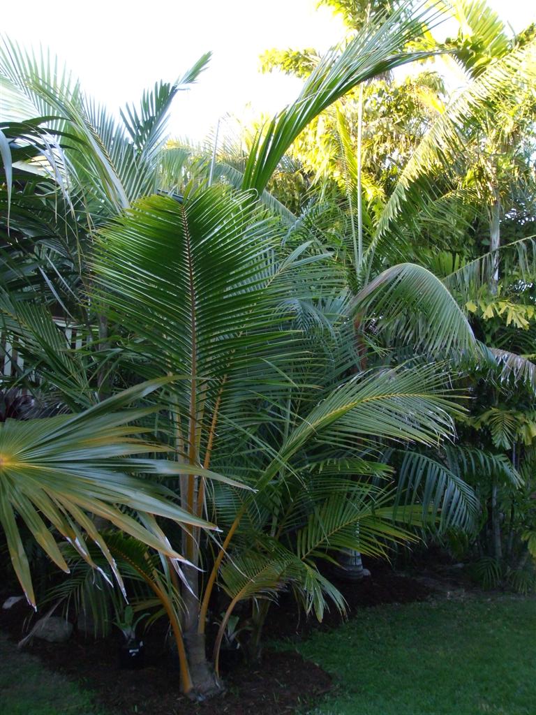 Before And After - DISCUSSING PALM TREES WORLDWIDE - PalmTalk
