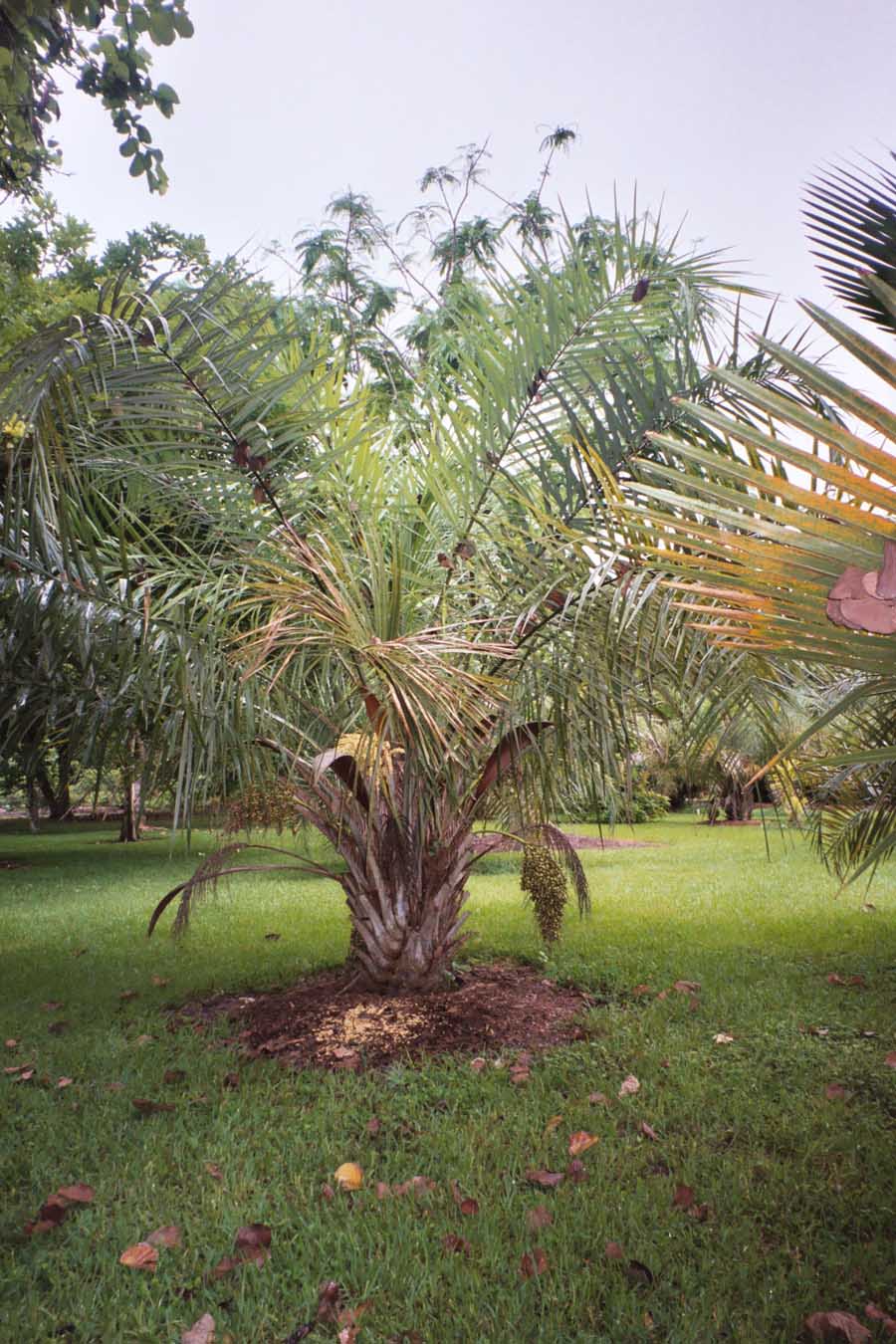 8 Butiagrus to identify - DISCUSSING PALM TREES WORLDWIDE - PalmTalk