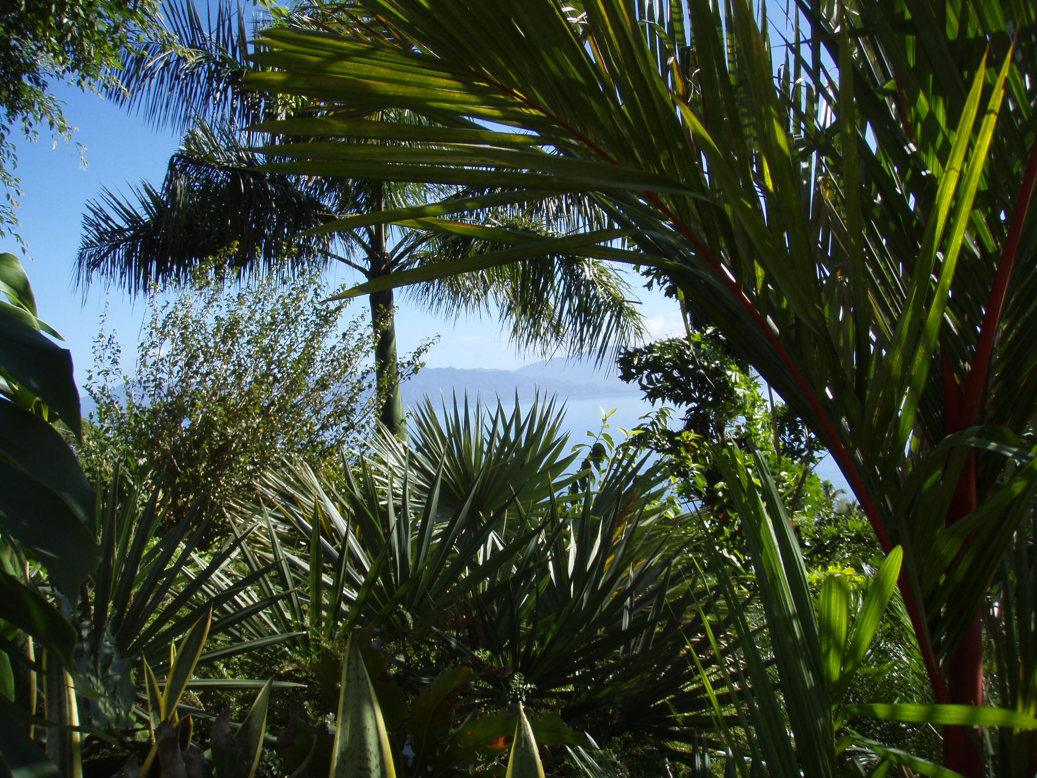progress in fiji - DISCUSSING PALM TREES WORLDWIDE - PalmTalk