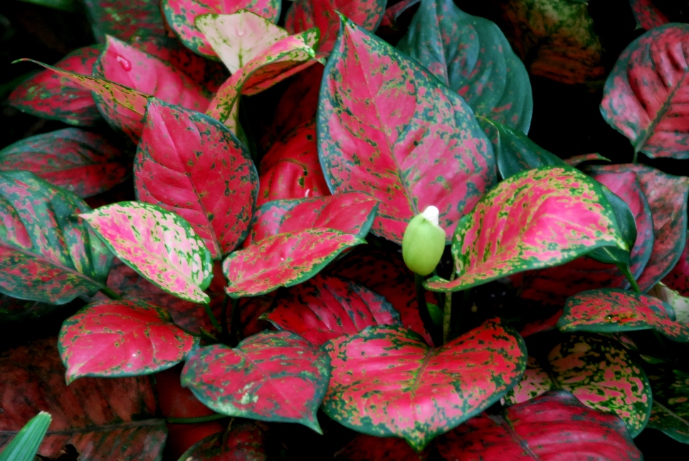 Pretty leaves - TROPICAL LOOKING PLANTS - Other Than Palms - PalmTalk