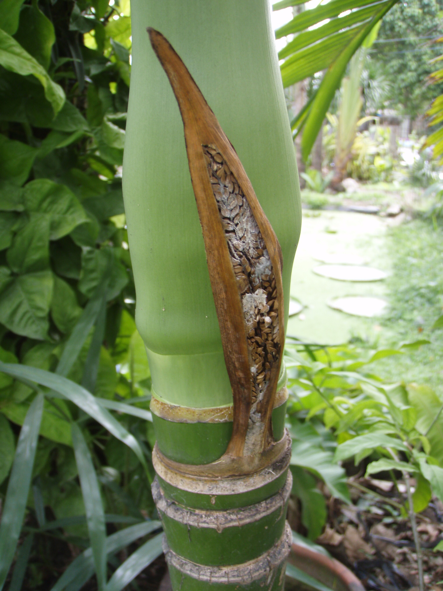 Areca Ipot flower buds -- rot! Why? - DISCUSSING PALM TREES WORLDWIDE ...