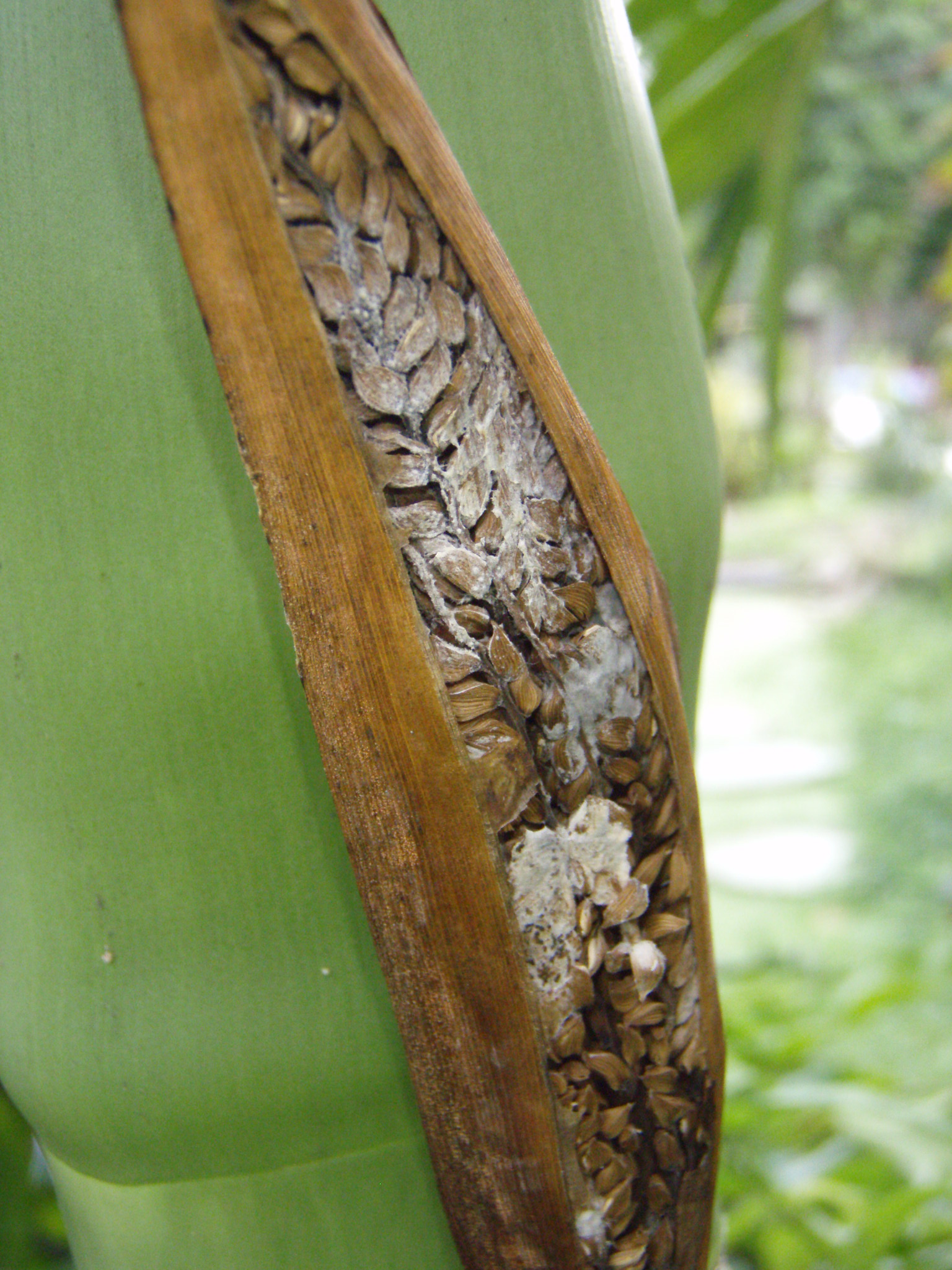 Areca Ipot flower buds -- rot! Why? - DISCUSSING PALM TREES WORLDWIDE ...