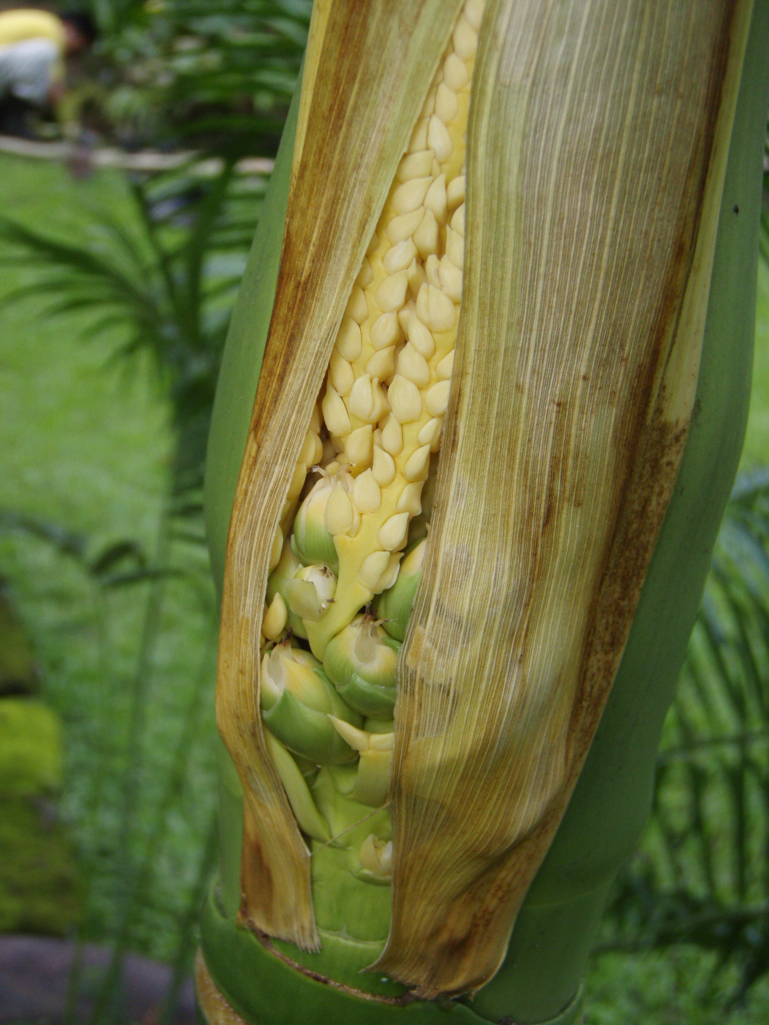 Areca Ipot flower buds -- rot! Why? - DISCUSSING PALM TREES WORLDWIDE ...