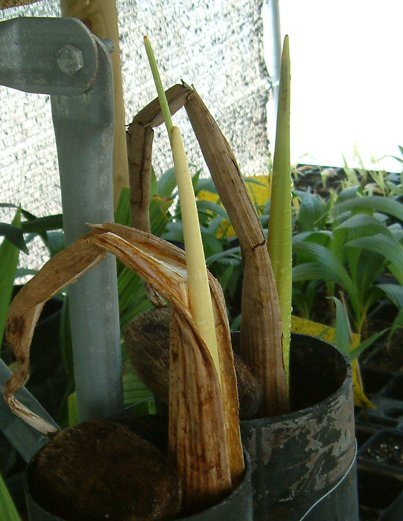 Tap Root - DISCUSSING PALM TREES WORLDWIDE - PalmTalk