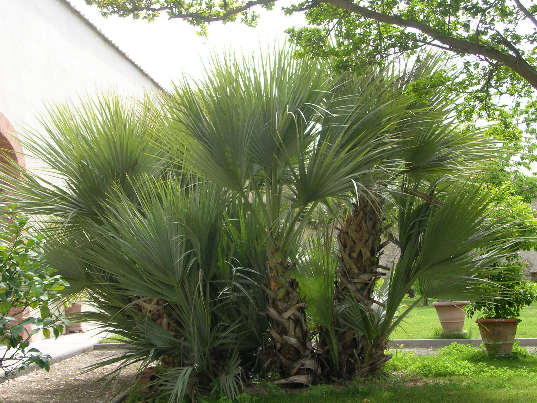 Mazari Palm (Kashmir) - DISCUSSING PALM TREES WORLDWIDE - PalmTalk