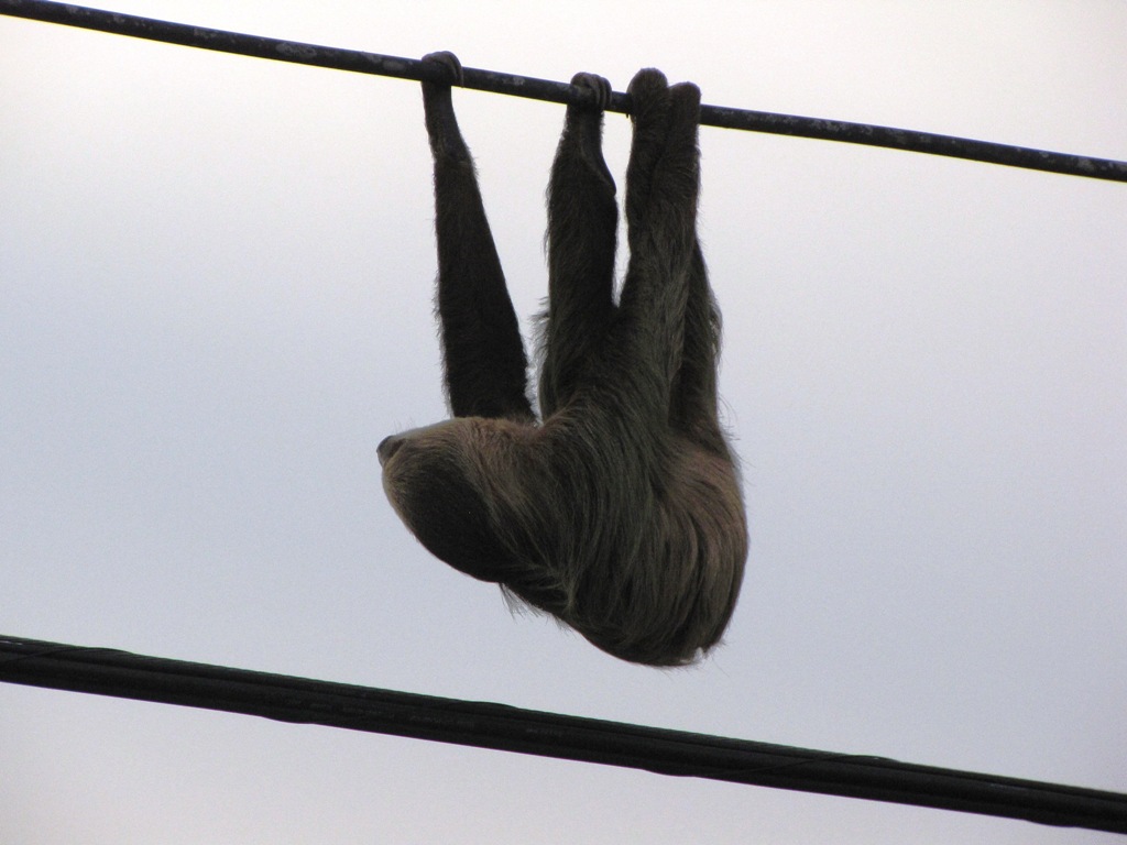 Sloth on a Wire - OHANA NUI - OFF TOPIC SUB-FORUM - PalmTalk