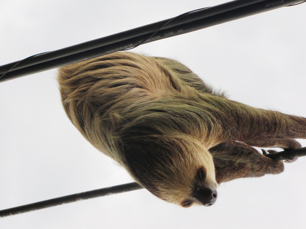 Sloth on a Wire - OHANA NUI - OFF TOPIC SUB-FORUM - PalmTalk
