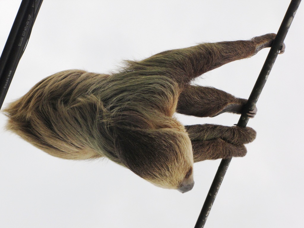 Sloth on a Wire - OHANA NUI - OFF TOPIC SUB-FORUM - PalmTalk