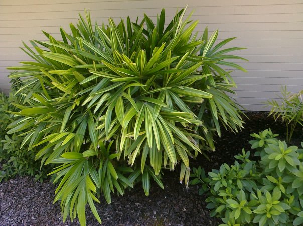 Look at this sexy beast of a clump...10pts to coolness for positive ID ...