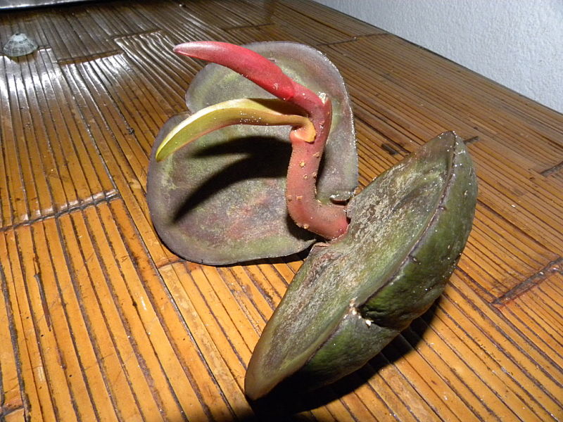What is this bizarre looking seed? - TROPICAL LOOKING PLANTS - Other ...