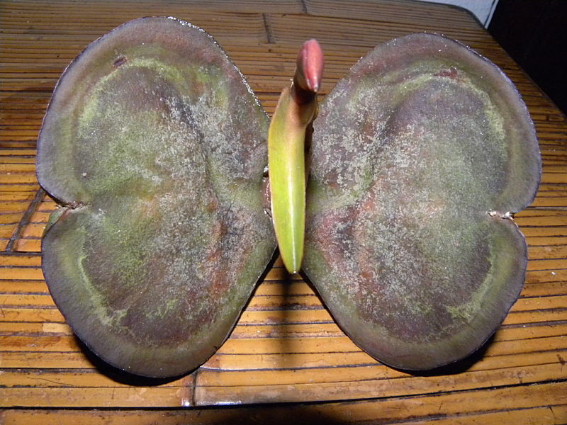 What is this bizarre looking seed? - TROPICAL LOOKING PLANTS - Other ...