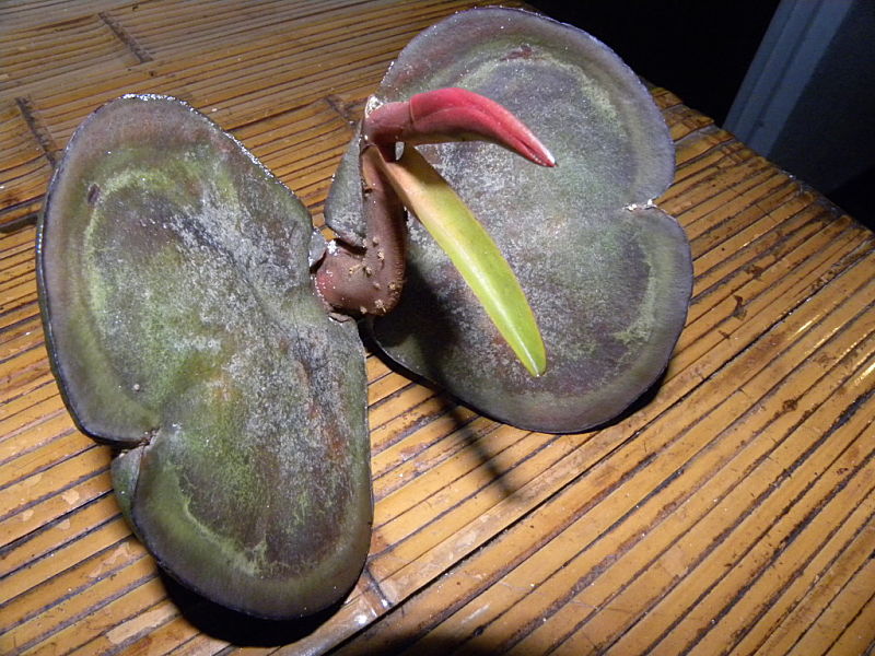 What is this bizarre looking seed? - TROPICAL LOOKING PLANTS - Other ...