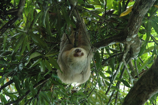 Sloth on a Wire - OHANA NUI - OFF TOPIC SUB-FORUM - PalmTalk