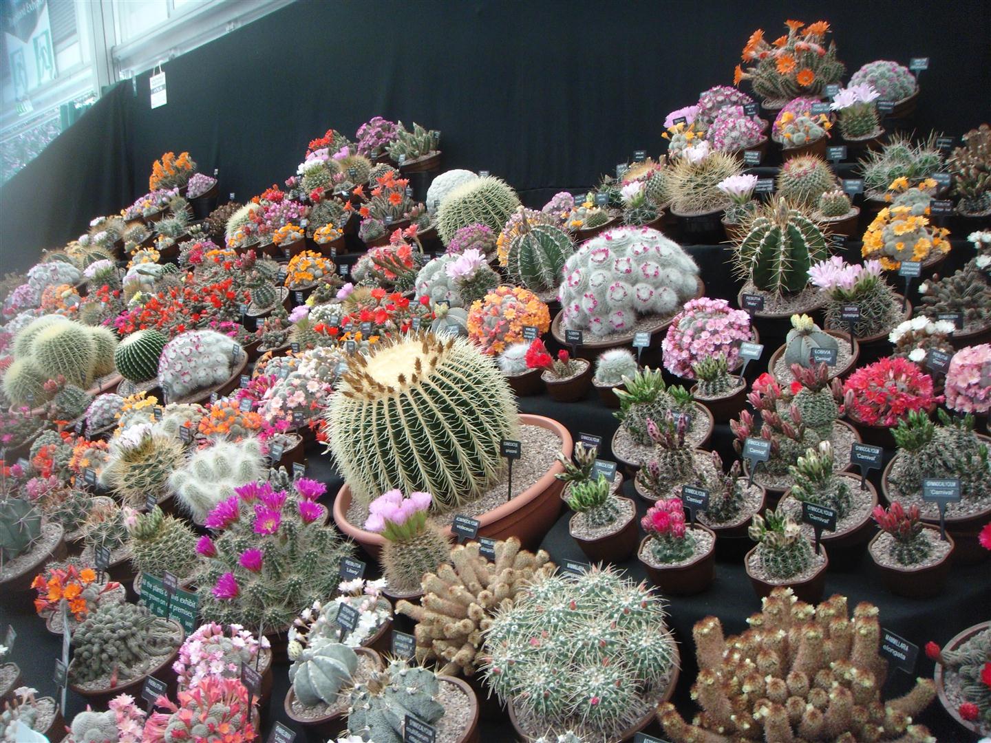 Cacti presentation on a sloping display - TROPICAL LOOKING PLANTS ...