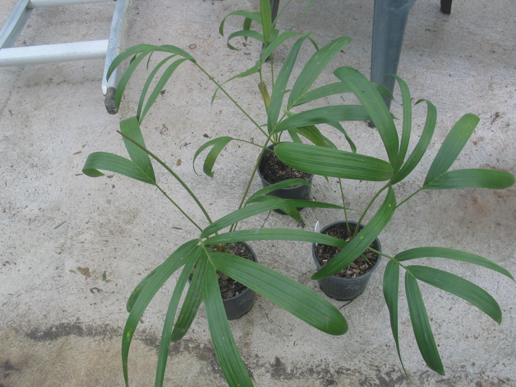 Palms in FNQ - DISCUSSING PALM TREES WORLDWIDE - PalmTalk