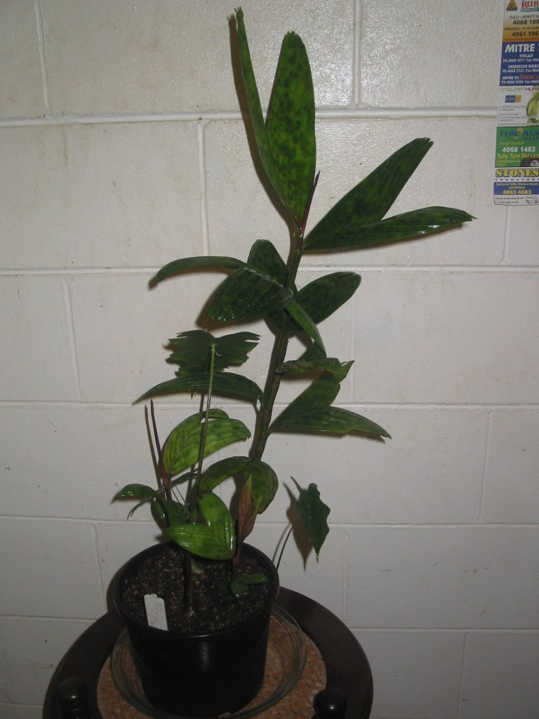 Pinanga disticha - DISCUSSING PALM TREES WORLDWIDE - PalmTalk