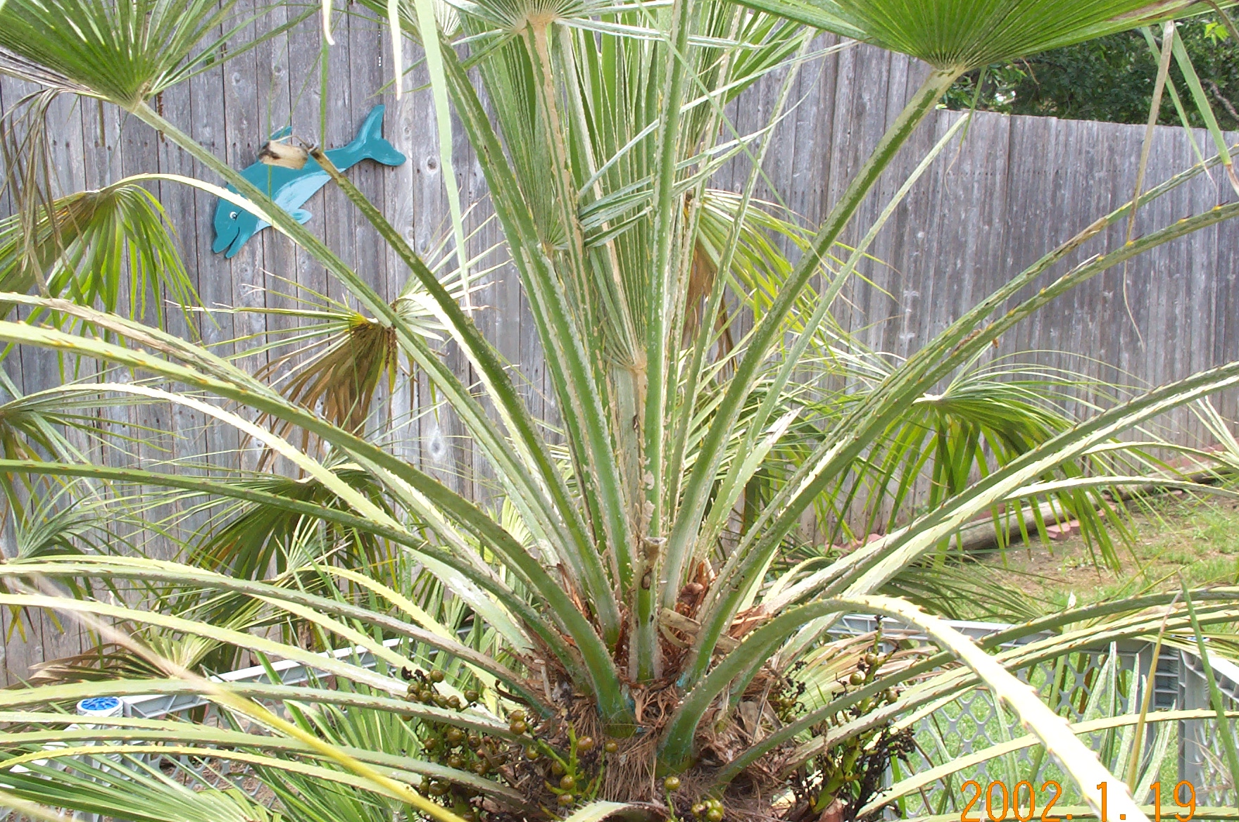 White stuff - DISCUSSING PALM TREES WORLDWIDE - PalmTalk
