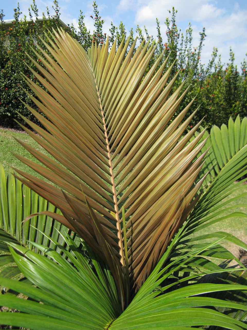 Archontophoenix leaf colour - DISCUSSING PALM TREES WORLDWIDE - PalmTalk