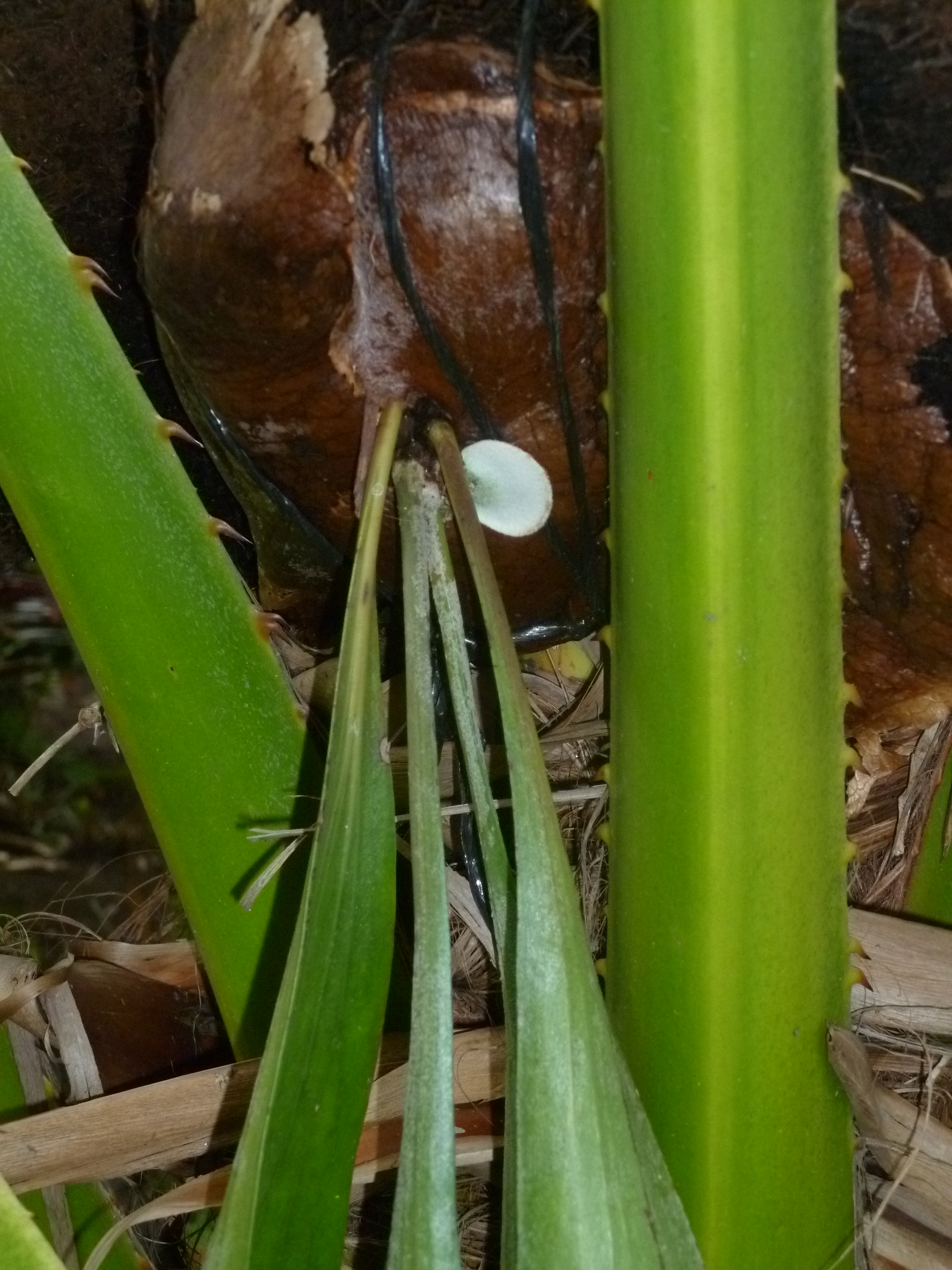 C. revoluta thrush, moussaena in bloom... - TROPICAL LOOKING PLANTS ...