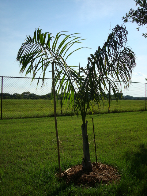 Latest palms planted continued - DISCUSSING PALM TREES WORLDWIDE - PalmTalk