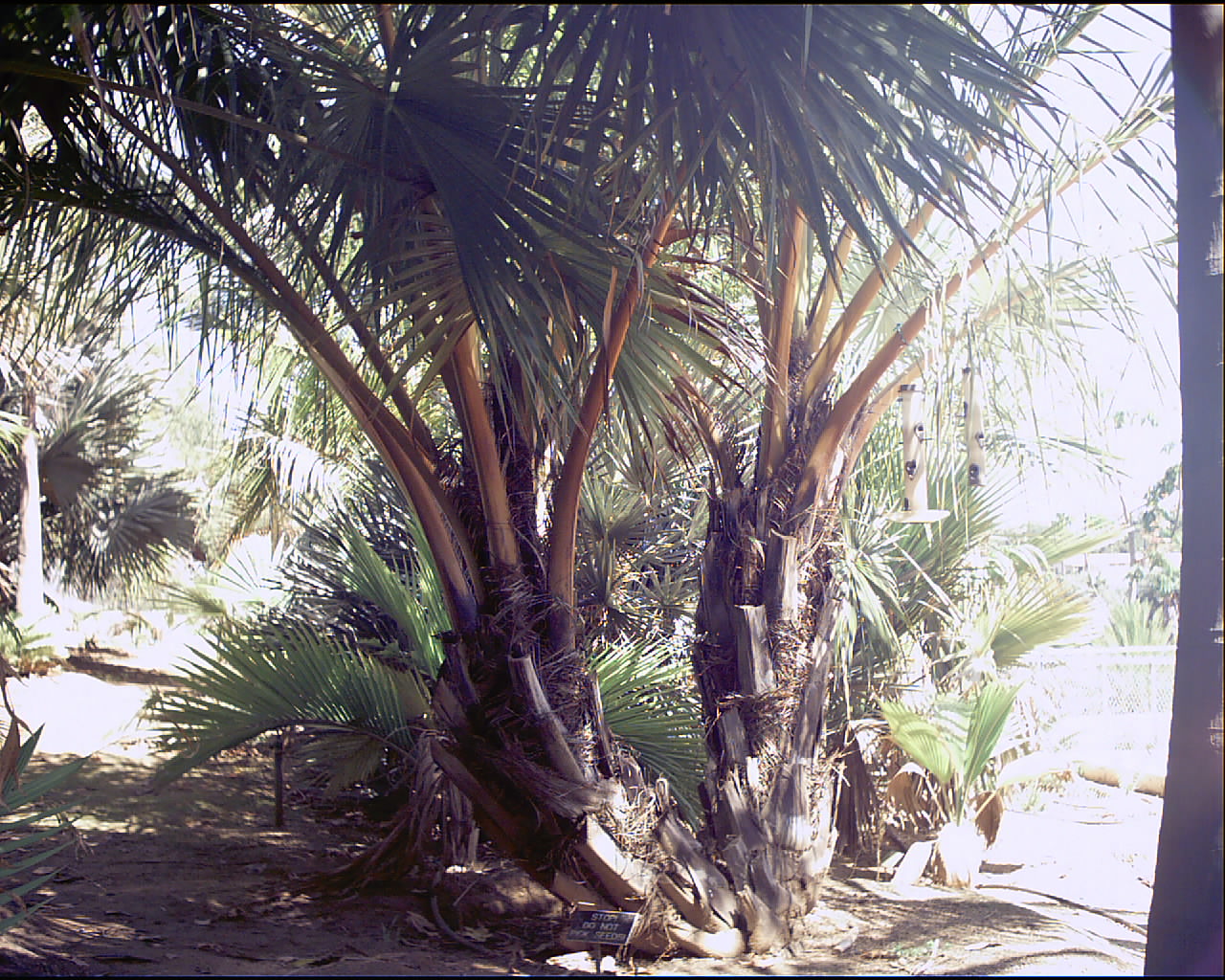 Pondoland palm - - DISCUSSING PALM TREES WORLDWIDE - PalmTalk