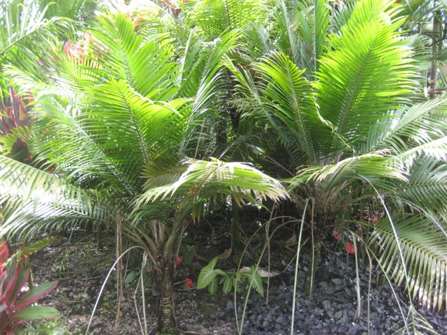 Ravenea - DISCUSSING PALM TREES WORLDWIDE - PalmTalk