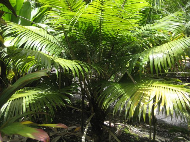 Ravenea - DISCUSSING PALM TREES WORLDWIDE - PalmTalk