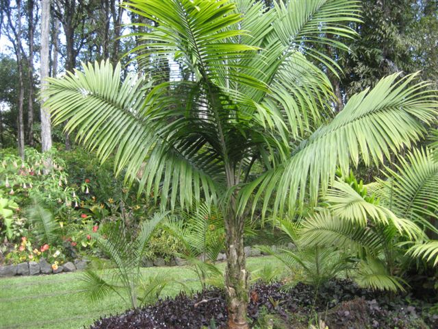 Ravenea - DISCUSSING PALM TREES WORLDWIDE - PalmTalk