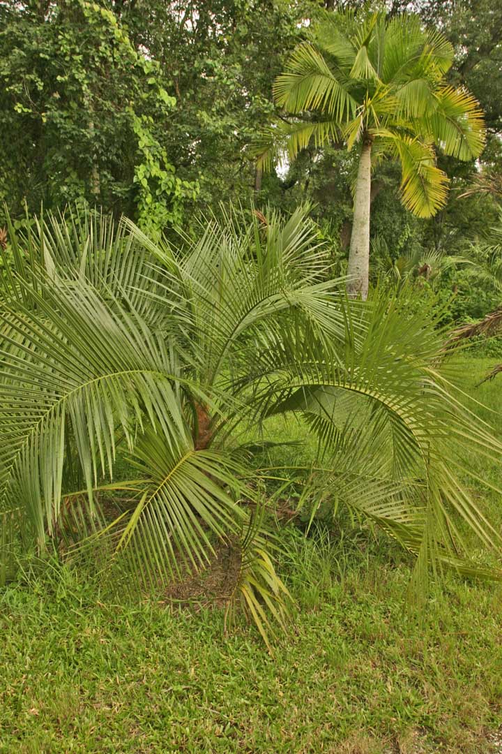 Marks Garden - DISCUSSING PALM TREES WORLDWIDE - PalmTalk
