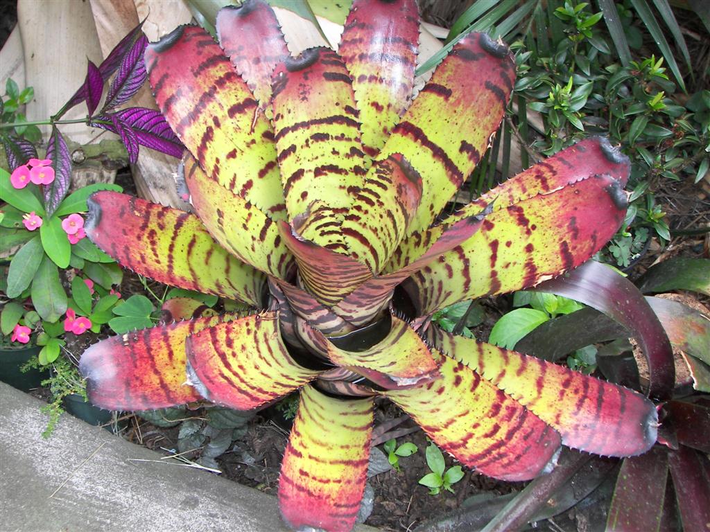 new Bromelia purchased - TROPICAL LOOKING PLANTS - Other Than Palms ...
