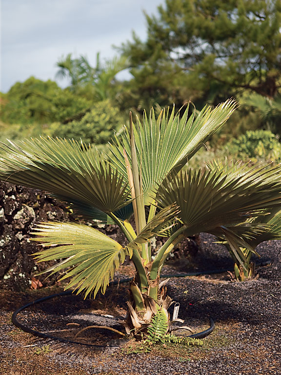 Small fan palm for pool side - which species are suitable? - DISCUSSING ...