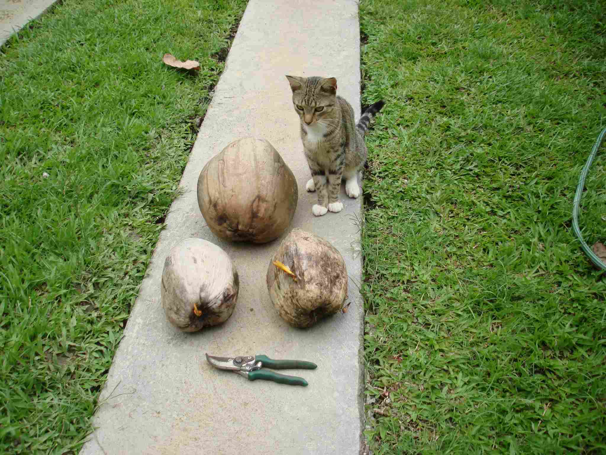 Strange coconut palms - DISCUSSING PALM TREES WORLDWIDE - PalmTalk