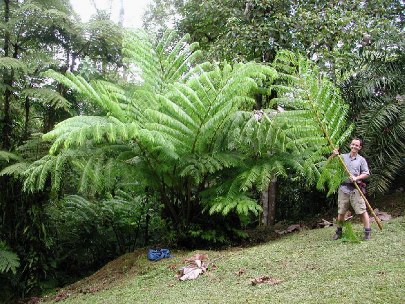 King Fern - TROPICAL LOOKING PLANTS - Other Than Palms - PalmTalk