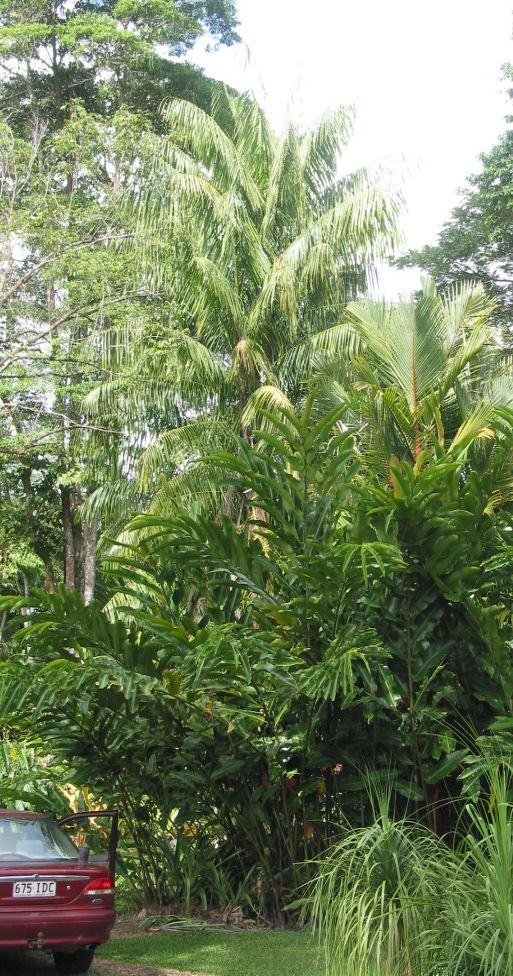 Nibung palms - DISCUSSING PALM TREES WORLDWIDE - PalmTalk