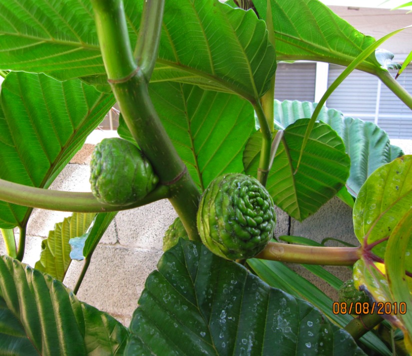 Ficus dammaropsis for sale - For Sale - PalmTalk