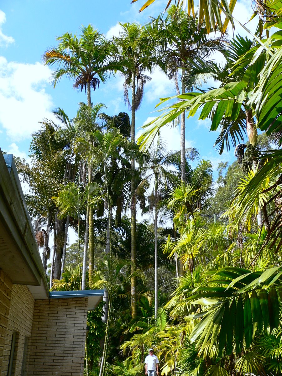 Fascinating Palms - DISCUSSING PALM TREES WORLDWIDE - PalmTalk