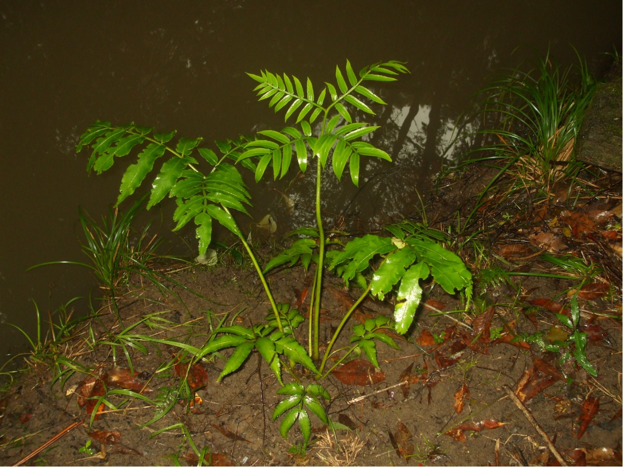 King Fern - TROPICAL LOOKING PLANTS - Other Than Palms - PalmTalk