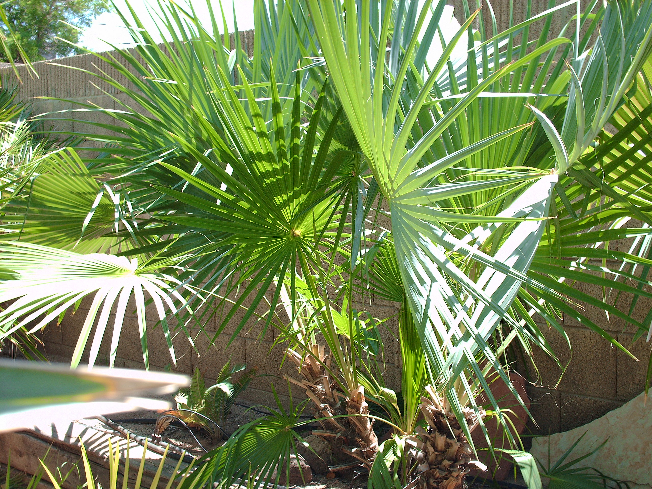 Brahea decumbens - DISCUSSING PALM TREES WORLDWIDE - PalmTalk