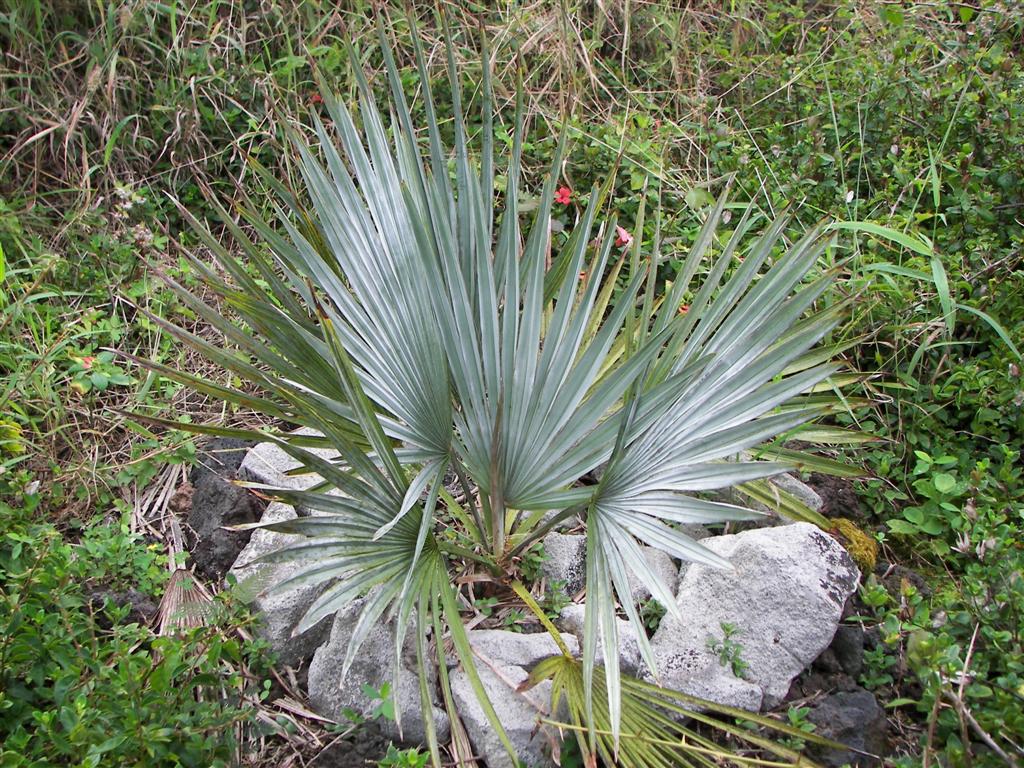 Brahea decumbens - DISCUSSING PALM TREES WORLDWIDE - PalmTalk