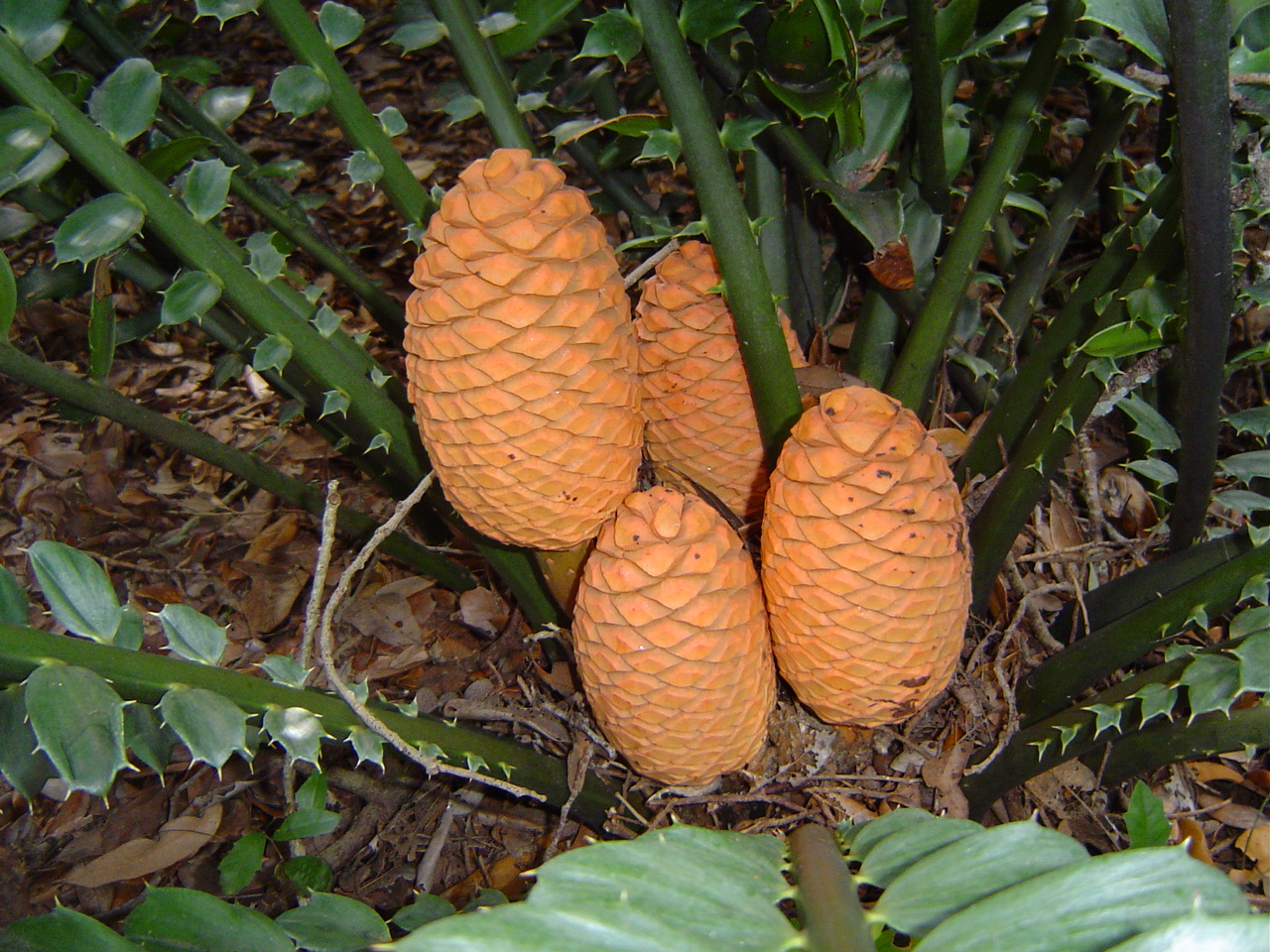 Encephalartos ferox female coning - TROPICAL LOOKING PLANTS - Other ...