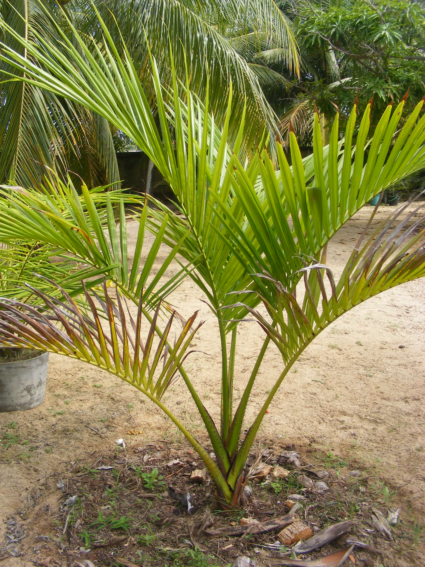 Oldest Palms from seed - DISCUSSING PALM TREES WORLDWIDE - PalmTalk